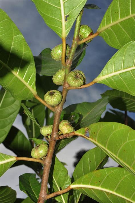 Labnog Tree Scientific Name Discount Compare Gt