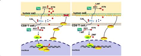 Schematic Diagram Illustrating The Regulation Of The Ido Kyn Ahr