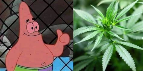 Estos Son Los Memes De La Despenalización Del Uso Lúdico De La
