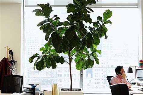 5 Indoor Plants With Air Purifying Benefits Brit Co