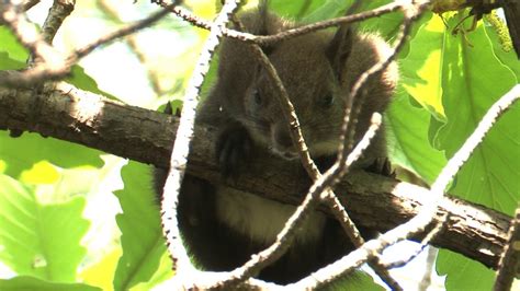 희한한 자세로 졸고있는 청솔모 Youtube