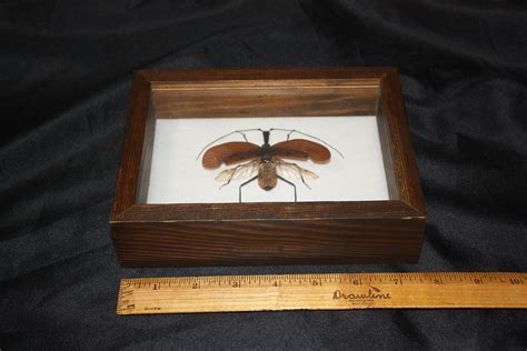 Real Violin Beetle Mormolyce Phyllodes Flying Pose Etsy