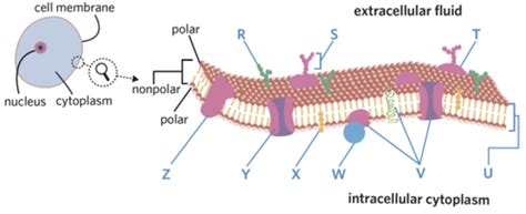 Biology Unit 1 Aos1 Flashcards Quizlet