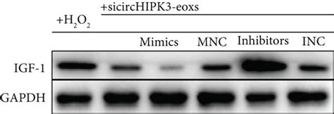 Exosomal Circhipk3 Derived From Hypoxia Pretreated Cms Induces