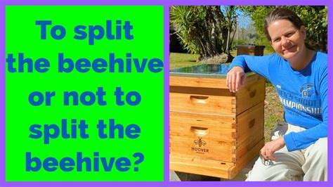 to split the hive or not to split the hive that is the question 🐝