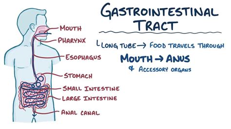 Gastrointestinal Tract Anatomy