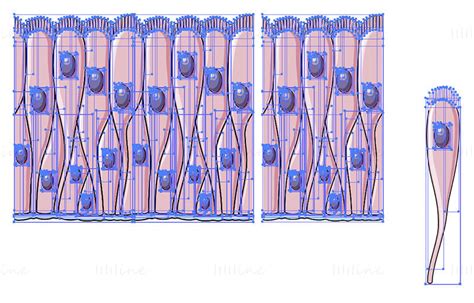 Ilustración Científica Del Vector De Epitelio Cilíndrico