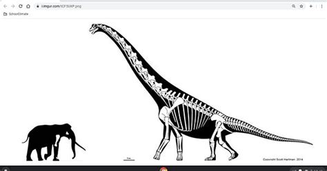 Palaeoloxodon Antiquus Vs Brachiosaurus Album On Imgur
