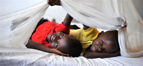 Exploring The Efficacy Of Anti Malaria Drugs In Malaria Prevention And