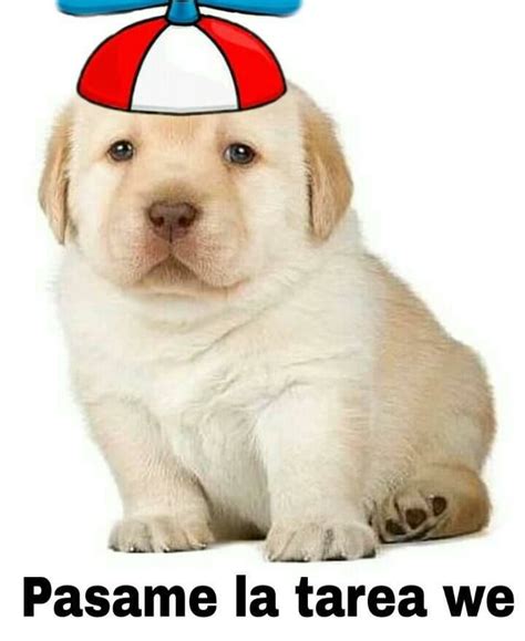 Pin De Maria Victoria En Perro Quiero Uno Memes Lindos Memes