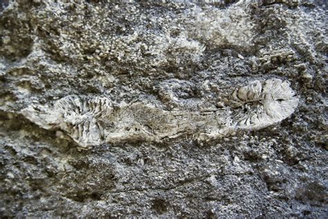 Fossils In The Limestone Rock Stock Image Image Of Prehistoric