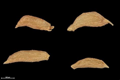 Metrosideros Tremuloides Seeds Of Hawaii