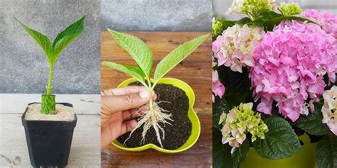 Unlocking The Secrets Of Hydrangea Propagation A Step By Step Guide To Growing Your Own Unlocking The Secrets Of Hydrangea Propagation A Step By Step Guide To Growing Your Own