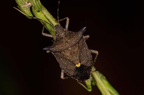 Premium Photo Adult Stink Bug