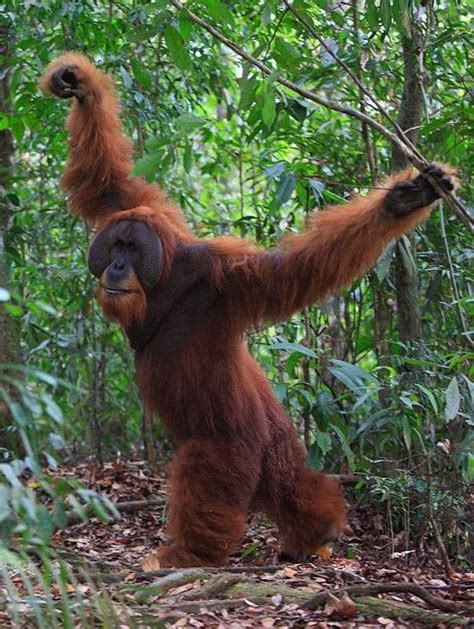 Top 10 Animals Facing Extinction Critically Endangered Species Artofit