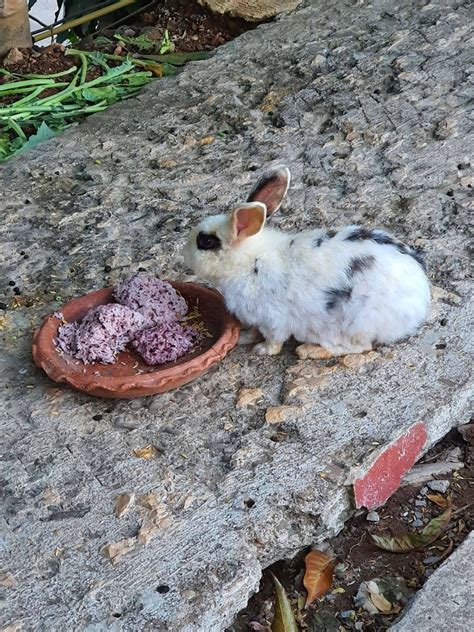 รูป วัดป่าพระธาตุจอมกิตติ Wongnai