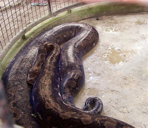 T E A M Bee Prony The Python Bohol