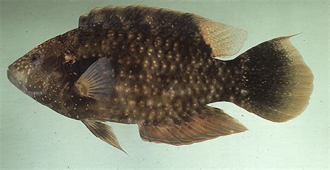 Underwater Fish Classification Instance Segmentation Model By COIL