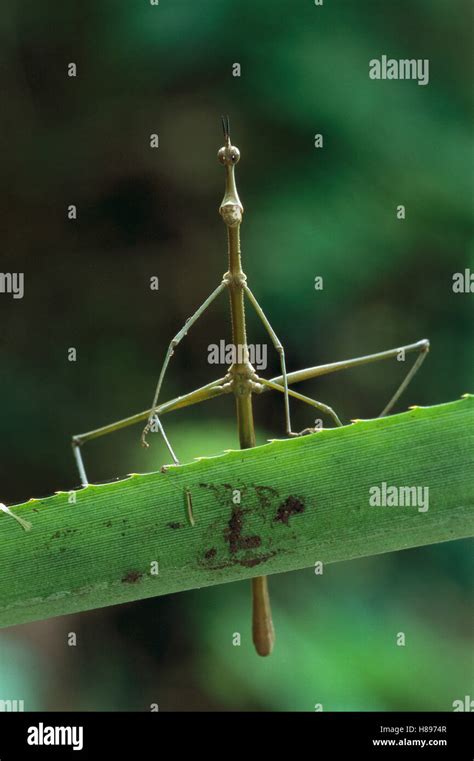 Jumping Stick Apioscelis Sp Which Looks Like A Stick Insect But Is Actually A Grasshoper That