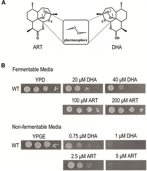 Figure 1 Two Types Of Biological Actions Of Artemisinins