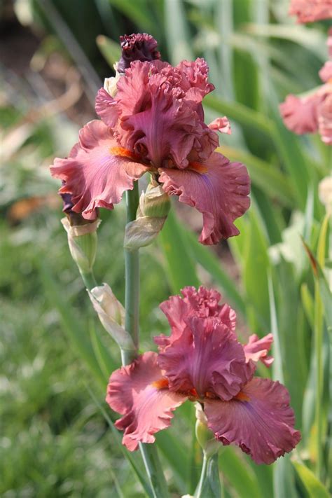 Photo of the bloom of Tall Bearded Iris (Iris 'Terracotta Bay') posted ...