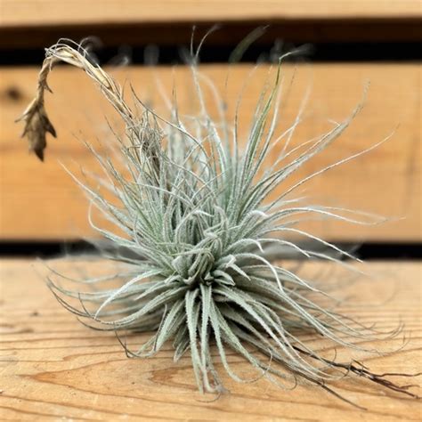 おしゃれ 観葉植物：チランジア エアープランツ テクトラム クランプ 観葉植物テーブルサイズ 遊恵盆栽 本店