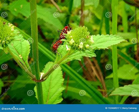 Insect An Adult Male Tiny Orange Mexican Bean Lady Beetle Lady Bug