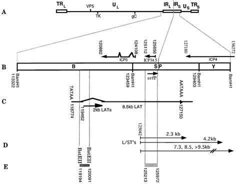 Hsv 1 Genome Map Hsv 1 Genome Showing Approximate Location Of The