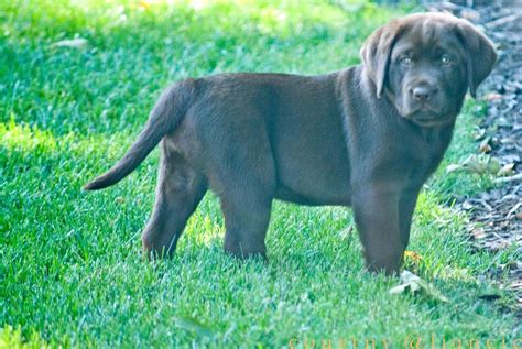 Healthi Paws In Memory Of Our Sweet Abbey Bland Our Facebook