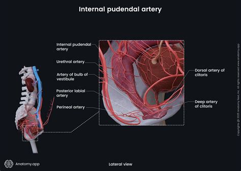 Internal Pudendal Artery Supplies