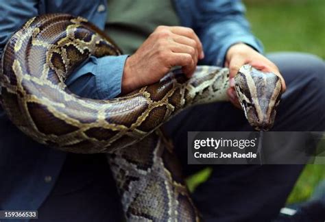 A Burmese Python Is Held By Jeff Fobb As He Speaks To The Media At
