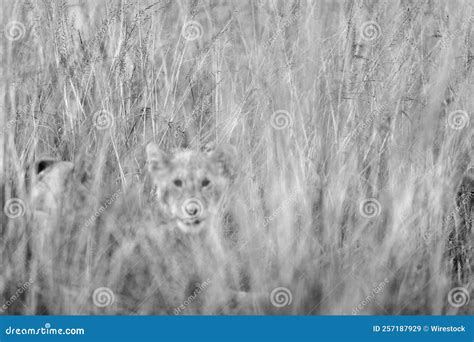 artistic grayscale shot of a lion cub in the high grass of masai mara