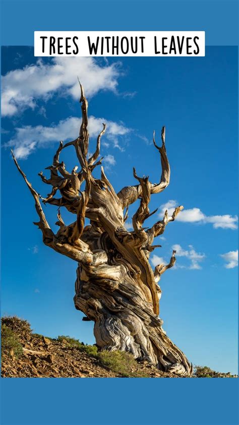 Trees Without Leaves For Planting