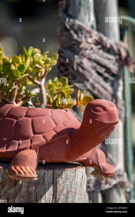 Terracotta Turtle Plant Pot Animal Plant Pot Sea Turtle Turtle