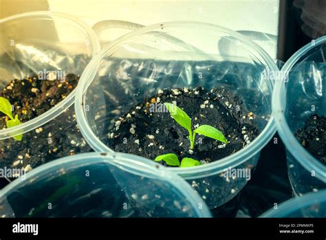 Eggplant Seedling Close Up Germination Of Vegetable Seeds In Plastic