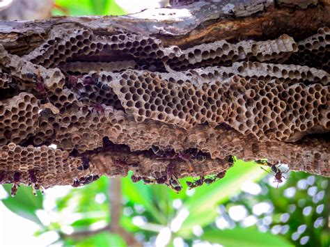 Tripofobia entenda o medo de buracos agrupados e esclareça dúvidas