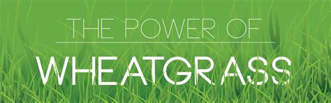 Organic Wheatgrass Powder Going Against The Grain Thehealthytree
