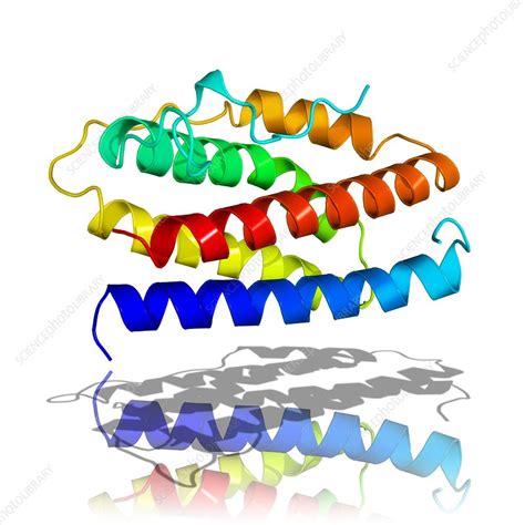 Interleukin 6 Molecular Model Stock Image A6170243 Science