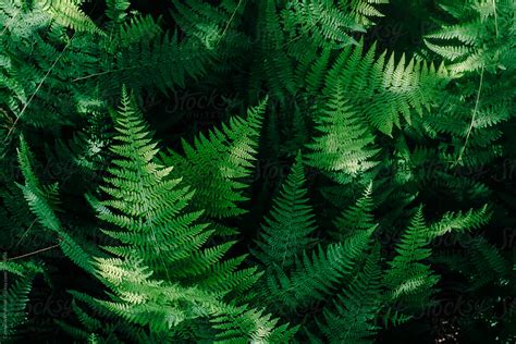 Wild Fern Background By Stocksy Contributor Cwp Llc Stocksy