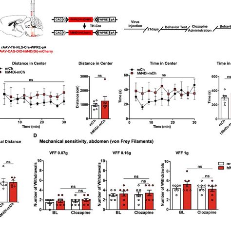 Dissection Of The Locus Coeruleus Noradrenergic Neurons→rostral Download Scientific Diagram