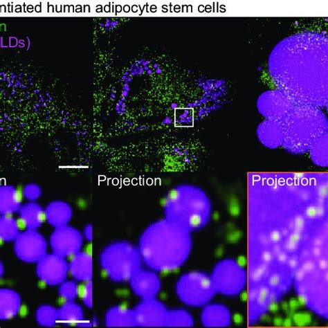 Seipin Oligomer Structure The Tm Regions Were Modeled Into The Cryo Em