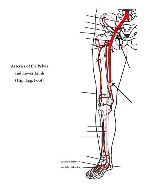 Artery Entire Lower Extremity Diagram Quizlet