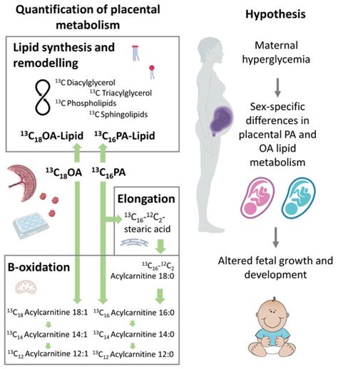 Ijms Free Full Text Sex Dependent Regulation Of Placental Oleic