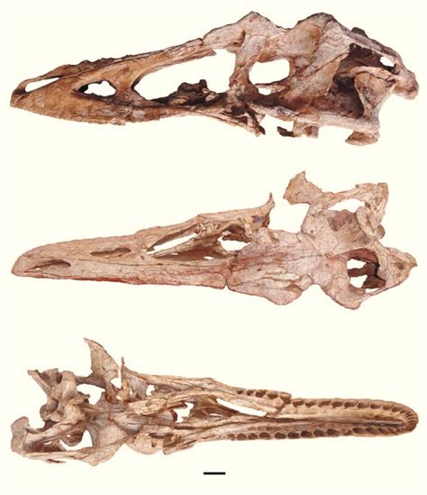 Qianzhousaurus Pictures And Facts The Dinosaur Database