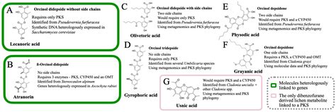 Metagenomic Approach And Lichen Molecules Linked To Genes Encyclopedia MDPI