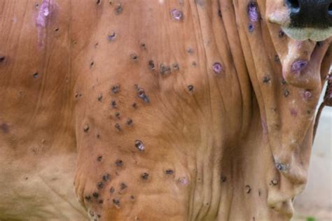 Lumpy Skin Disease Outbreak In Italy Across The Ocean Shipping