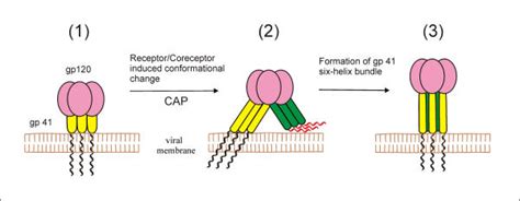 Proposed Model For Cap Induced Formation Of The Gp41 Six Helix Bundles Download Scientific