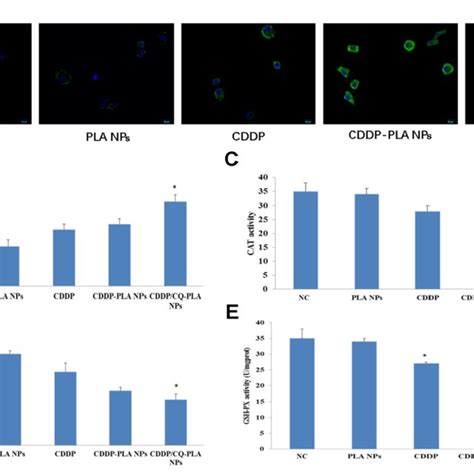 Cddpcq Pla Nps Induces Caspase Dependent Apoptosis A Cell Apoptosis