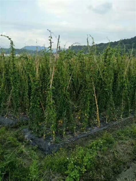 养肝草图片龙须草养肝草龙须草 伤感说说吧