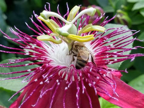 Passiflora Lady Margaret Passion Flowers Vine Starter Plant Live